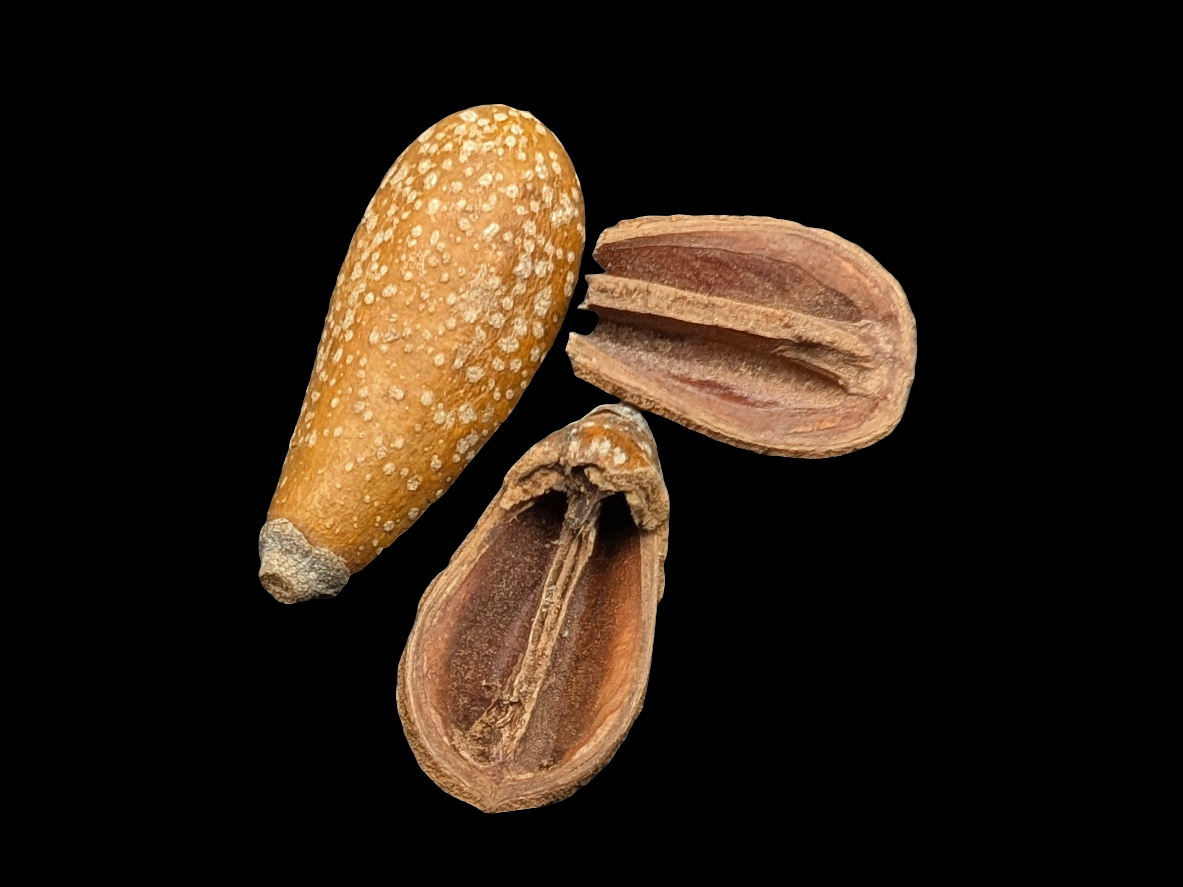 Pear Pods – Killers Feeders & Supplies